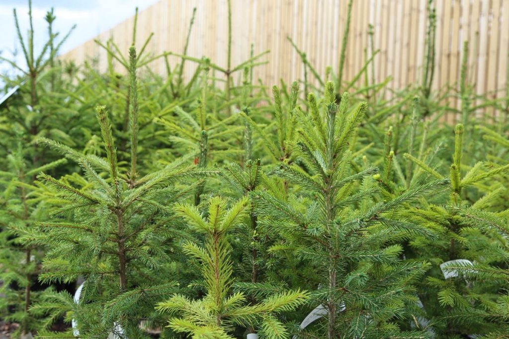 Tuuheat ja kestävät kuusiaidan taimet | Pinsiön Taimisto