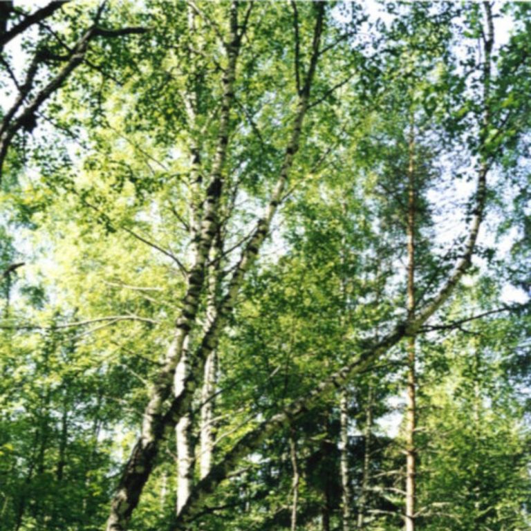 Lehtipuilla eloa, rakennetta ja rytmiä | Pinsiön Taimisto